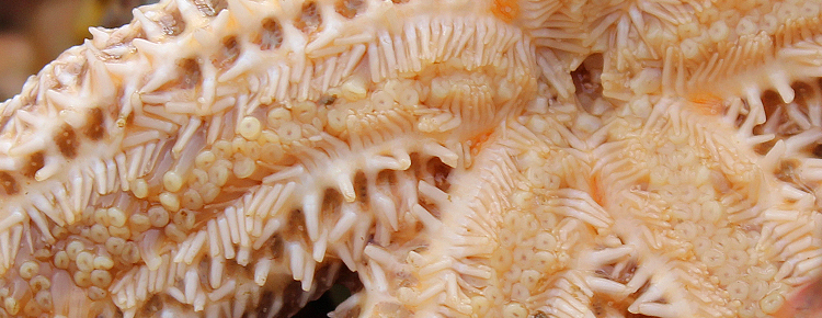 Oyster Predators | Oyster Farming Supplies